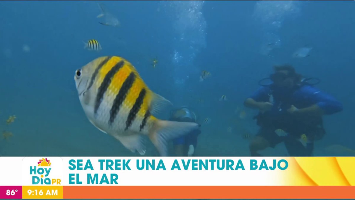 Sea Trek: una aventura bajo el mar que no te puedes perder – Telemundo ...