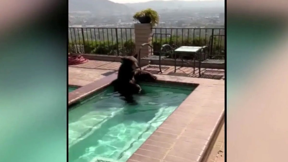 Estados Unidos: captan en video a un oso en una piscina – Telemundo ...