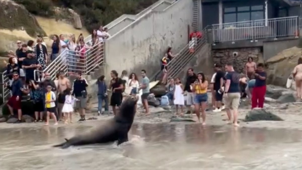 La Jolla Cove: leones marinos atacan a turistas en la playa – Telemundo ...