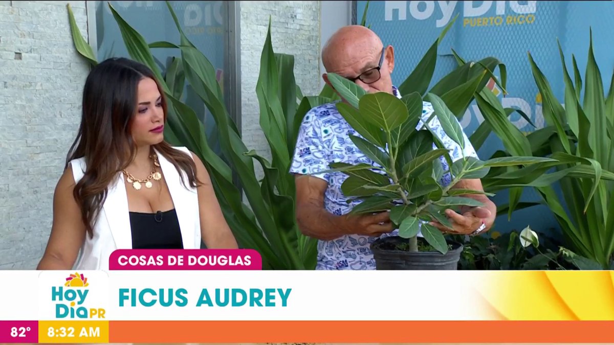 Conoce sobre la planta Ficus Audrey – Telemundo Puerto Rico
