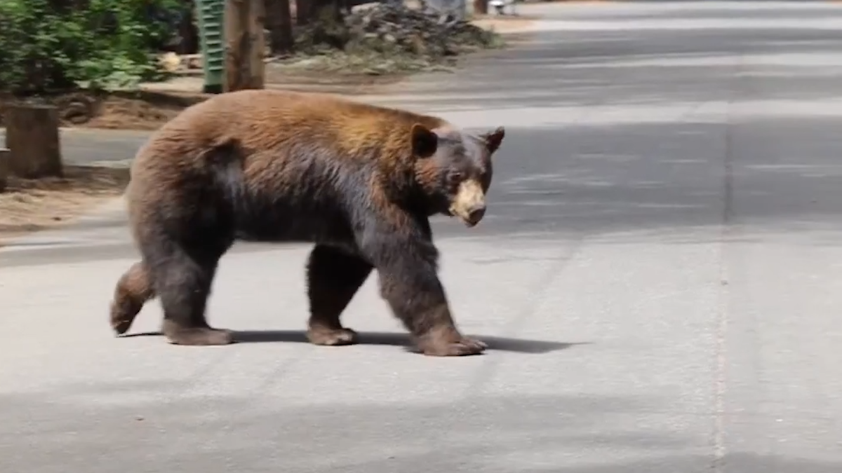 California: dos osos pasean por vecindario y quedan captados en cámara ...