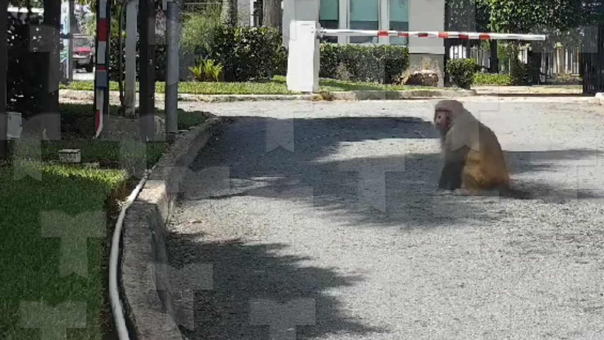 VIDEO: Avistan enorme mono en urbanización de Toa Alta – Telemundo ...