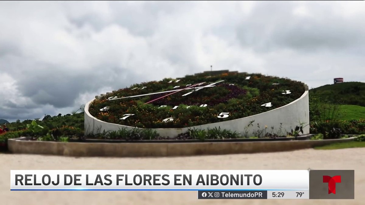 ¡Hermoso! Reloj de las flores en Aibonito – Telemundo Puerto Rico