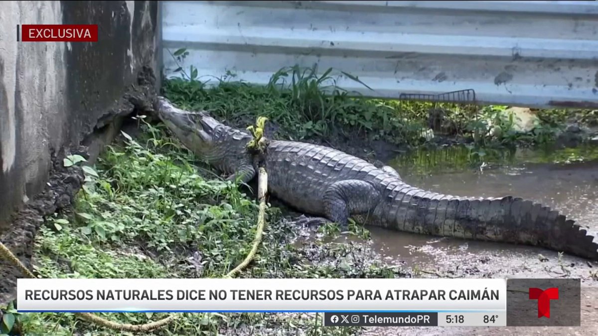 Vecinos se las ingenian y atrapan caimán en San Juan – Telemundo Puerto ...