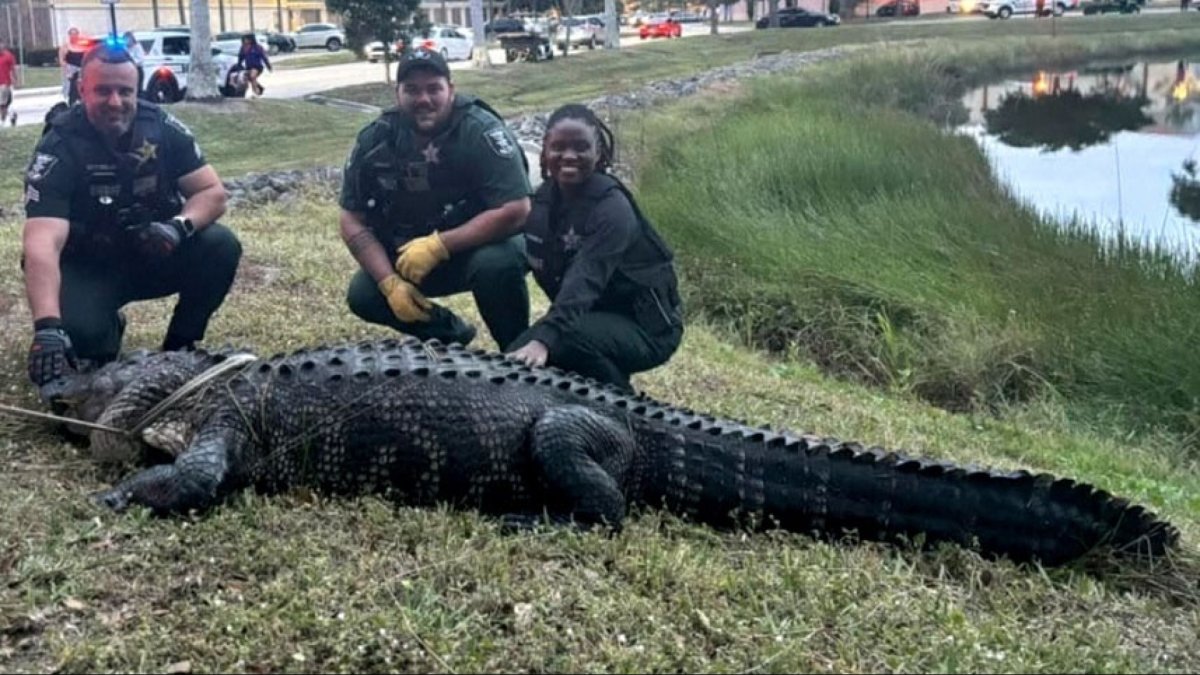 Florida: capturan gigantesco caimán en el condado Lee – Telemundo ...