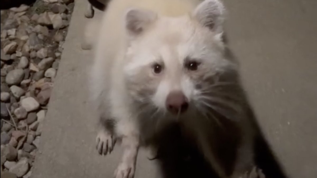 “Blondie” el mapache rubio, en video – Telemundo Puerto Rico