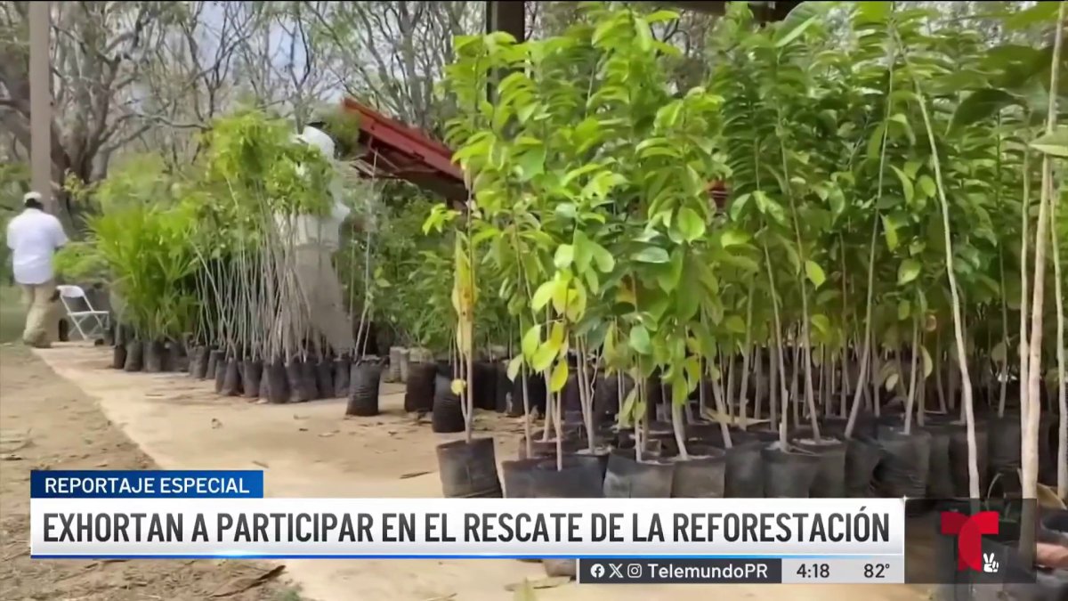 Exhortan a participar en el rescate de la reforestación de Puerto Rico ...