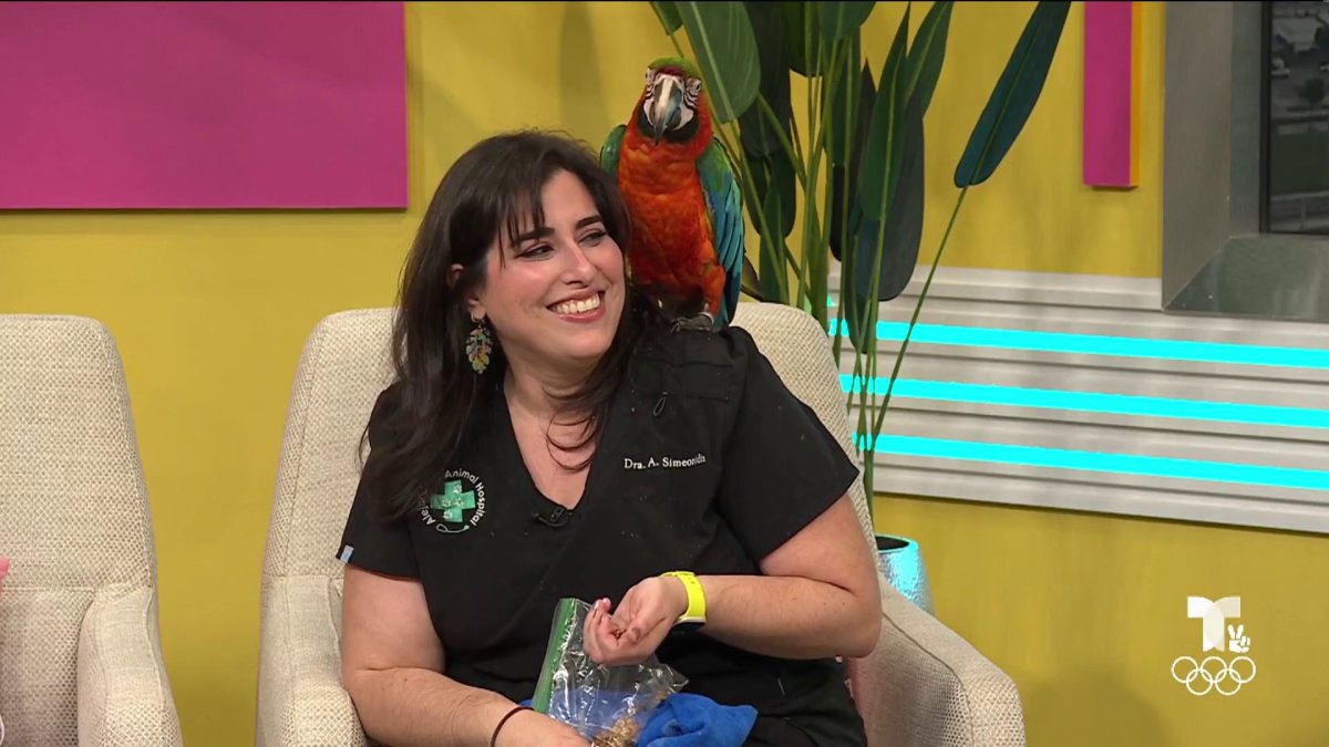 Lo que no sabías de los guacamayos – Telemundo Puerto Rico