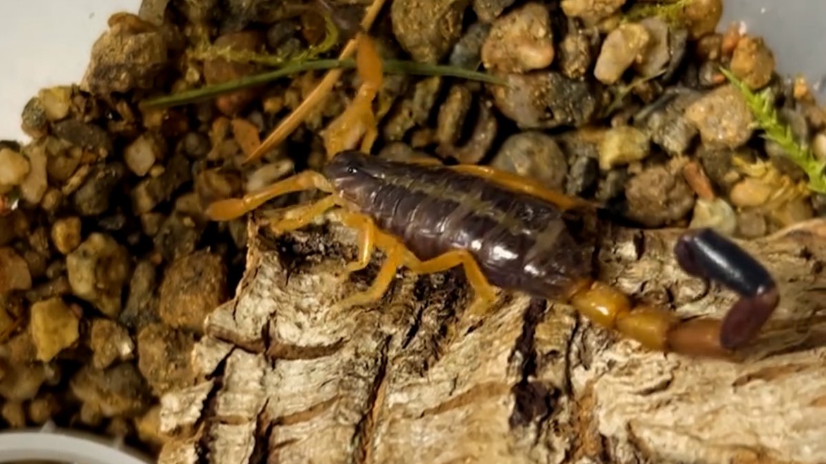 Video: pasajera halla escorpión en su maleta tras viaje a Kenya ...