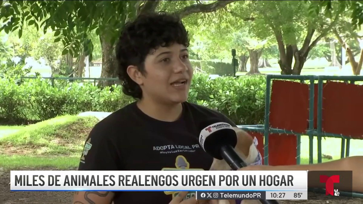 Instan a la adopción para rescatar miles de animales realengos ...