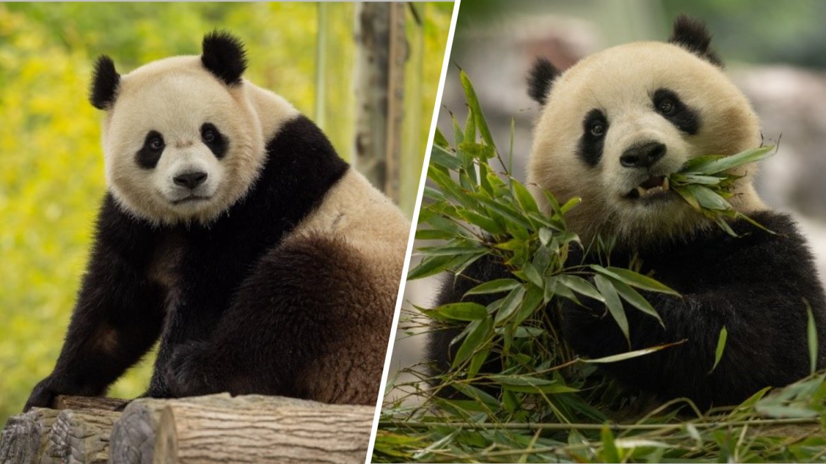 Pandas regresarán al Zoológico Nacional de DC desde China – Telemundo ...