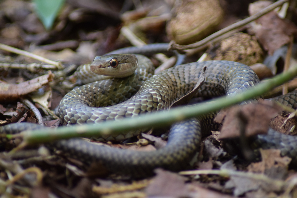 Culebras que existen en Puerto Rico – Telemundo Puerto Rico