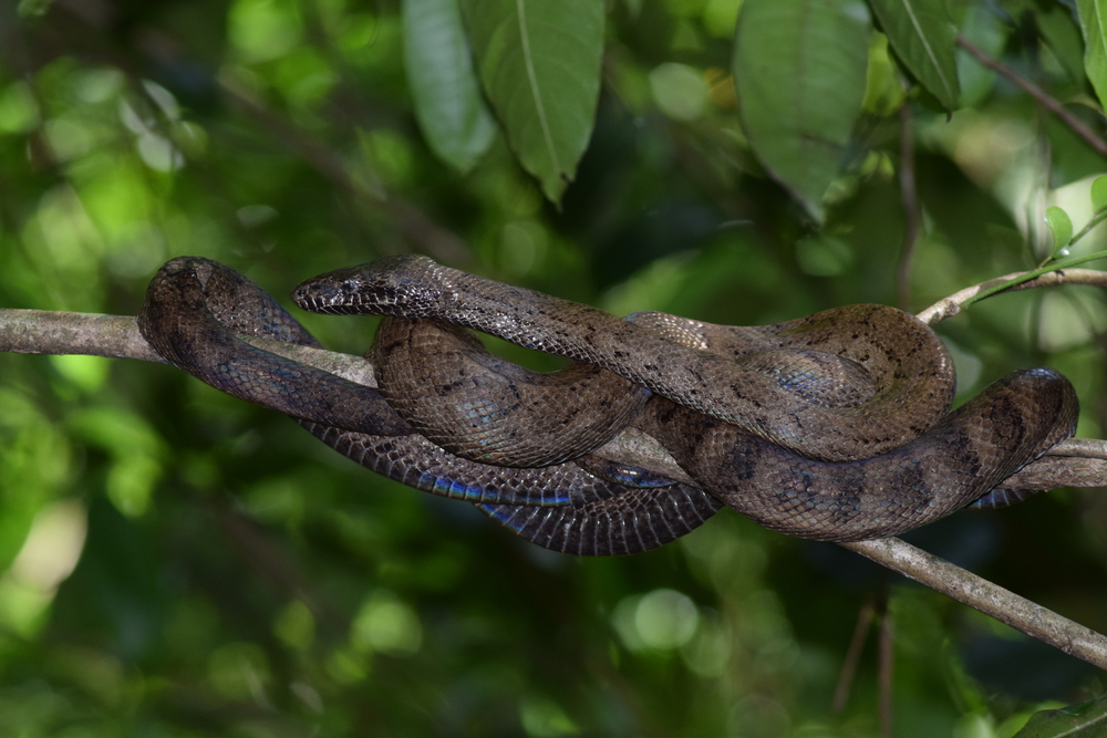 Culebras que existen en Puerto Rico – Telemundo Puerto Rico