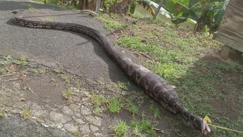 FOTOS: Cómo identificar las culebras que están en Puerto Rico ...