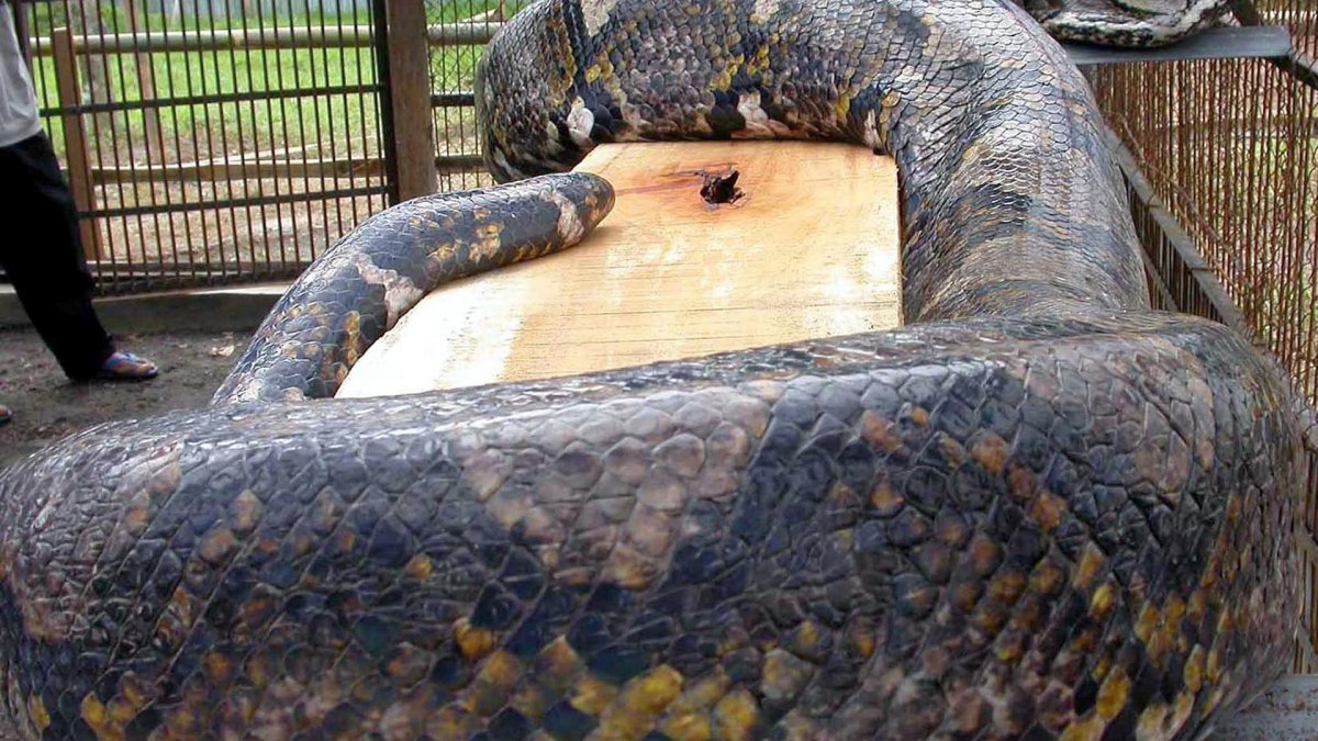 Encuentran el cadáver de una mujer en el interior de una pitón ...