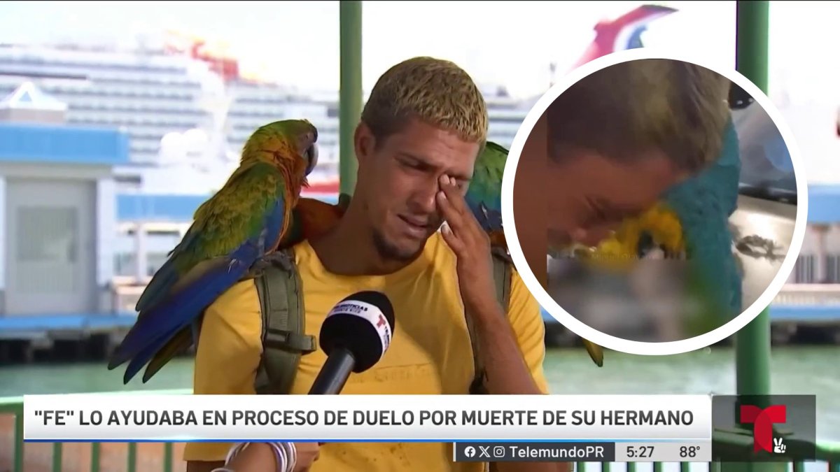 Desgarrador relato de joven que perdió a su guacamayo “Fe” – Telemundo ...