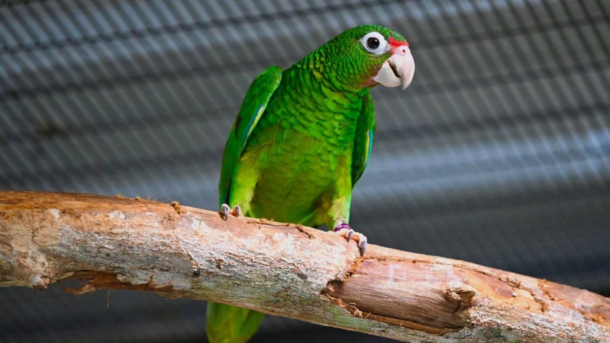 Solicitan propuestas para proteger la cotorra puertorriqueña ...