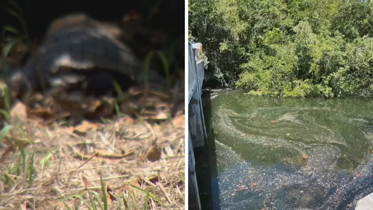 Encuentran cadáver en el área de una laguna en Carolina – Telemundo ...