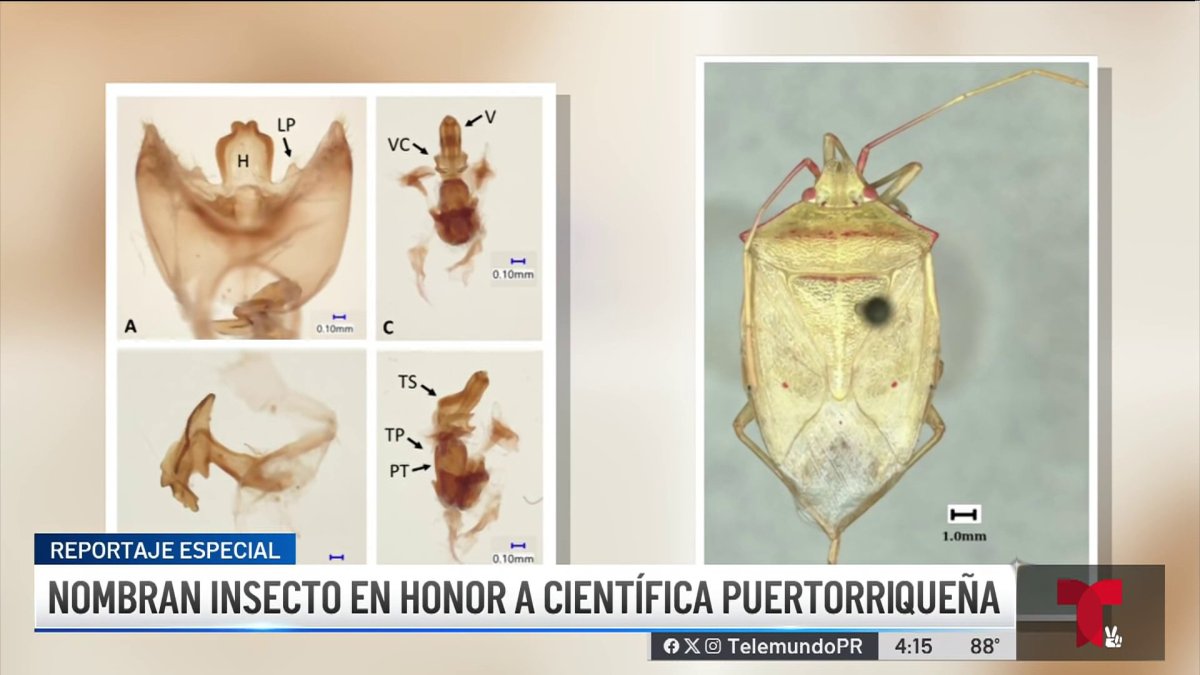 Nombran insecto en honor a científica puertorriqueña – Telemundo Puerto ...
