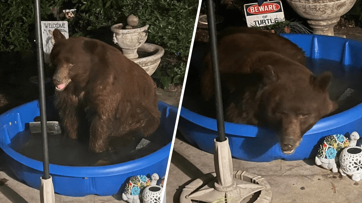 California: oso se baña en piscina de niños – Telemundo Puerto Rico