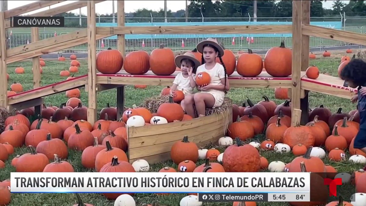 En Canóvanas: transforman atractivo histórico en finca de calabazas ...
