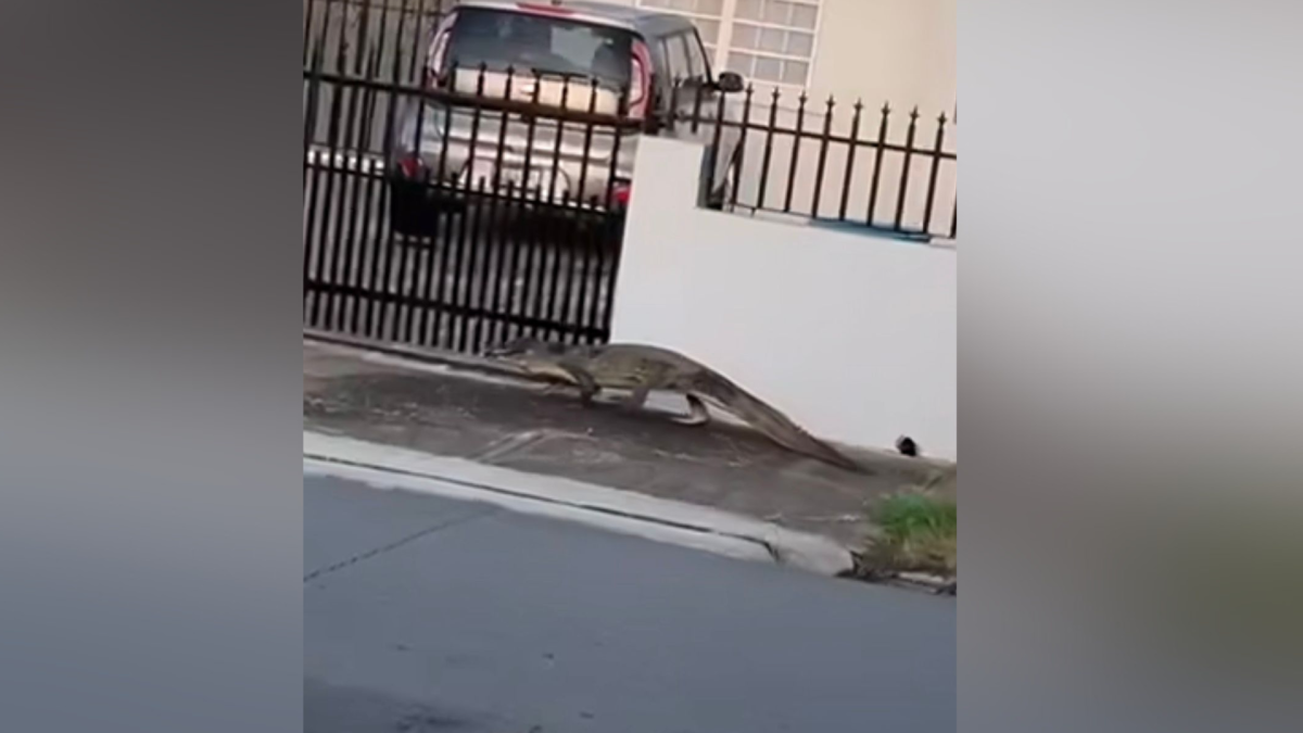 Caimán se pasea por urbanización en Canóvanas – Telemundo Puerto Rico