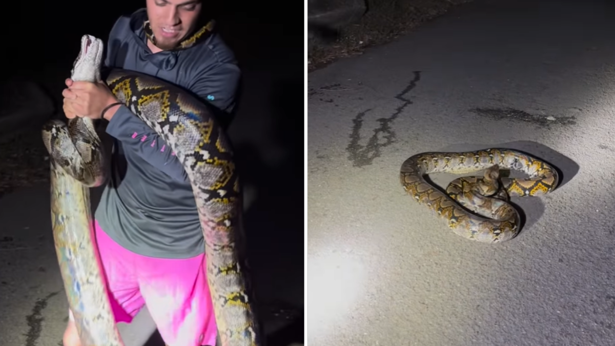 Capturan enorme serpiente de más de 15 pies en Bayamón – Telemundo ...