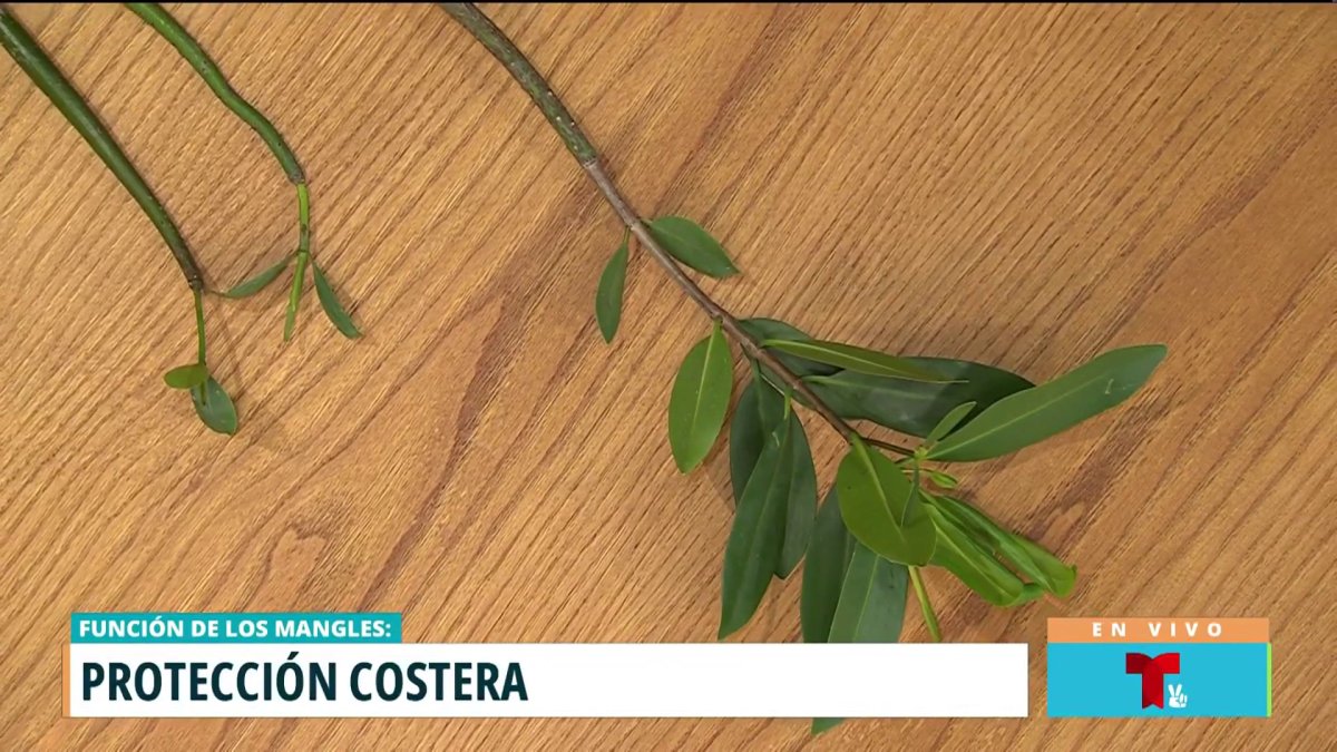 La importancia de nuestros mangles – Telemundo Puerto Rico