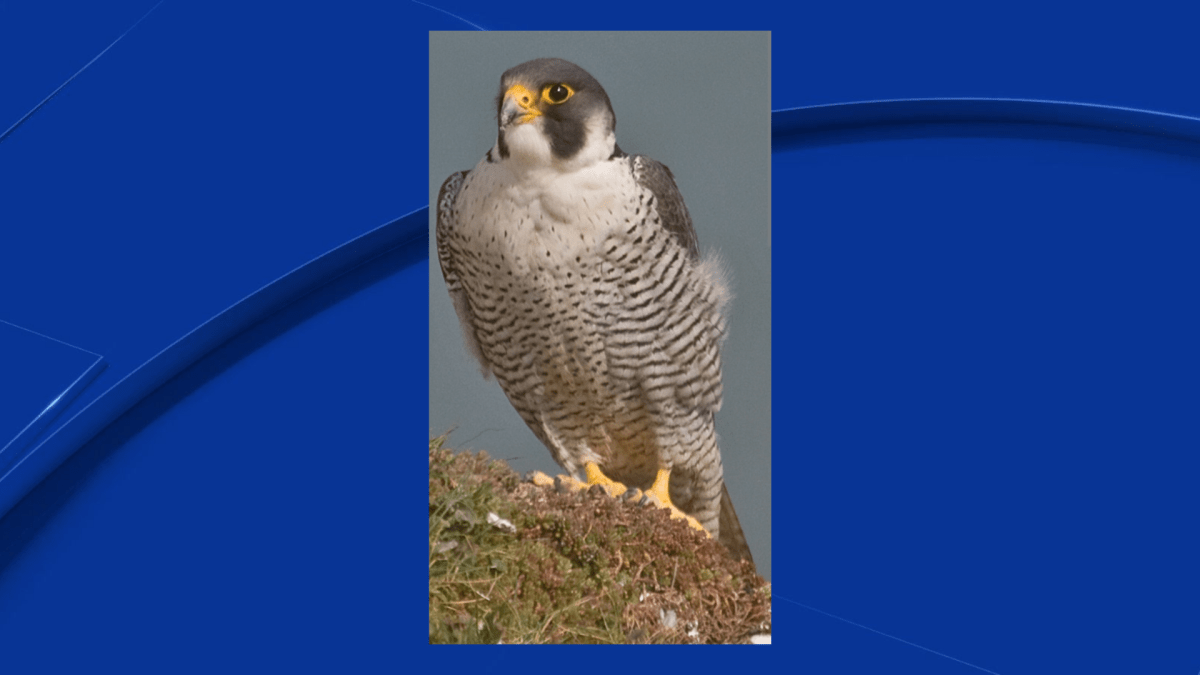 Encuentran un halcón peregrino en Loíza – Telemundo Puerto Rico