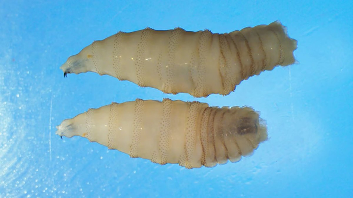 Detectan primer caso del parásito del gusano barrenador en EEUU – Telemundo Puerto Rico