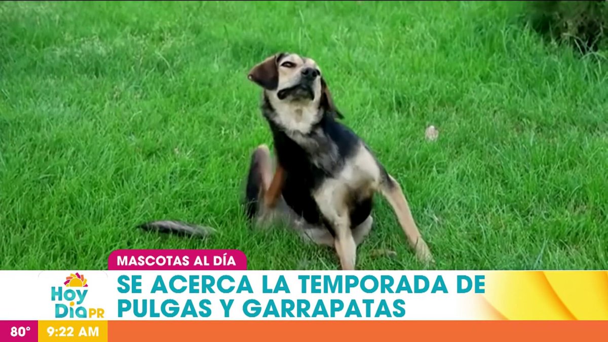 Alternativas para prevenir las pulgas y garrapatas en nuestras mascotas ...