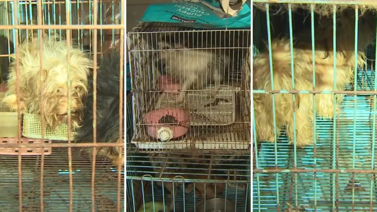Rescatan 27 perros en pésimas condiciones en Caguas – Telemundo Puerto Rico