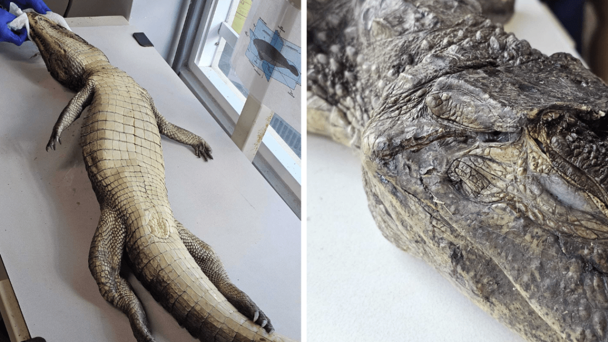 Intervienen con ciudadano por golpear brutalmente un caimán hasta ...