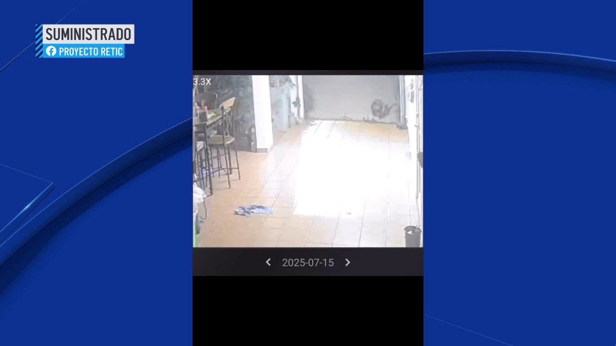 Pitón de 15 pies mata una perra en Bayamón – Telemundo Puerto Rico