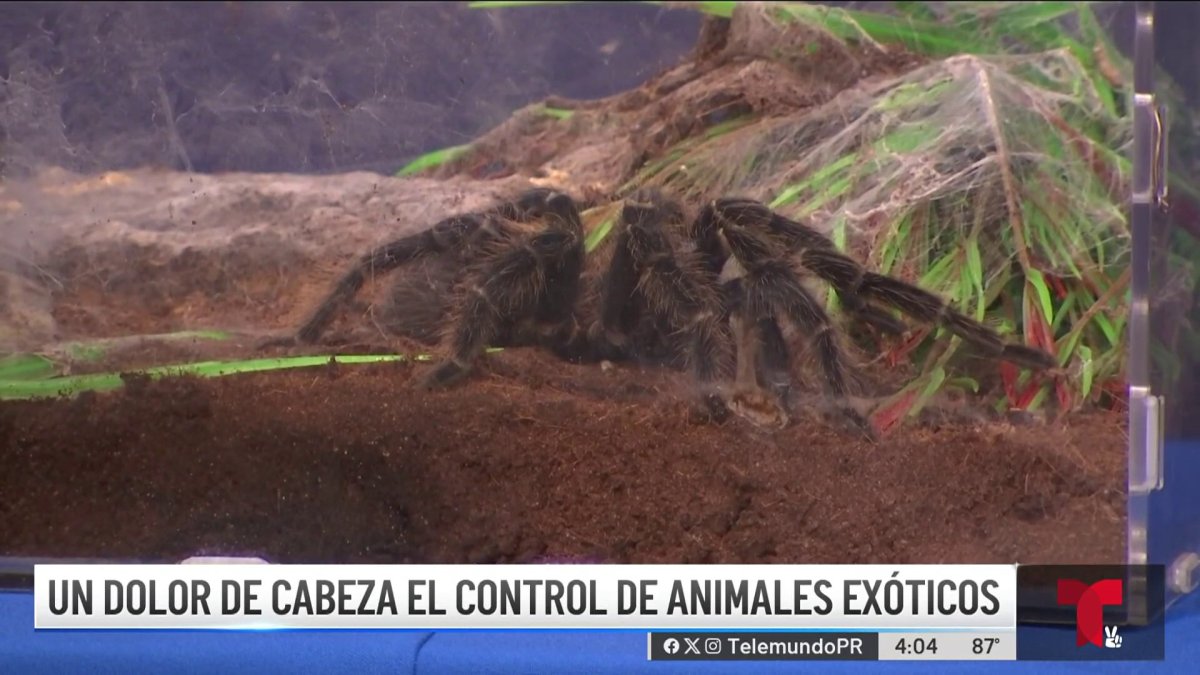 DRNA confirma la entrada de tarántulas y otras especies exóticas a la ...
